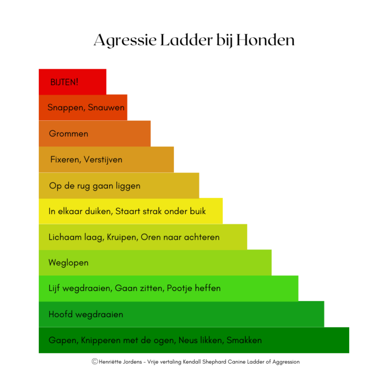 Mijn Hond Bang voor Vuurwerk